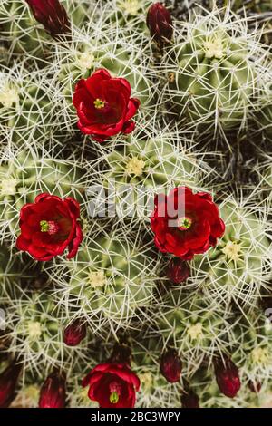 Claret-cup cactus flowers Stock Photo - Alamy