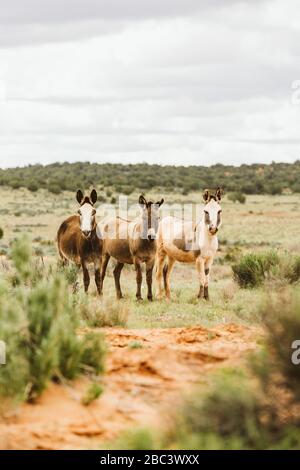 4 wild donkeys looking at the camera, desert of the Sultanate of Oman ...