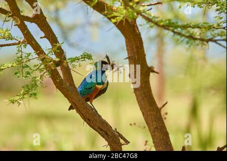 Superb Starling (Lamprotornis superbus) collecting nesting material ...