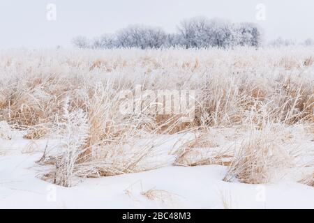 Hoarfrost (rime frost) covering prairie grasses, Winter, midwestern USA ...