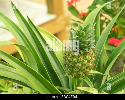 plant bromelia pineapple Ananus comosus Champaca with fruit growing ...