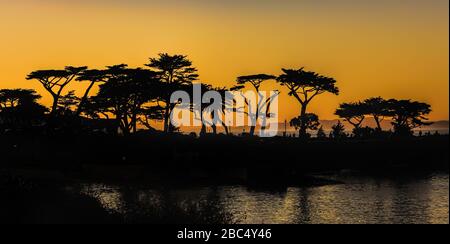 Silhouette of trees during sunset, Monterey, California, USA Stock ...