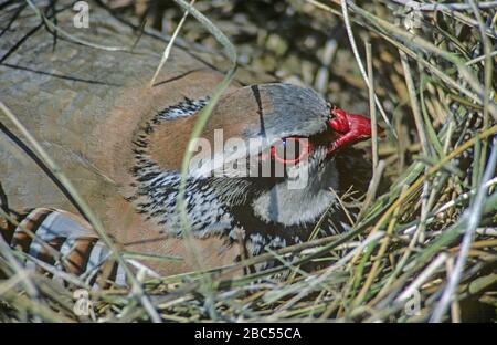 Red legged Partridge at nest Stock Photo - Alamy
