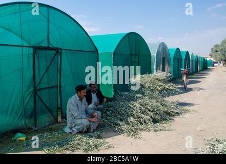 Farm workers Irfan Ullah and Yasin chopping Olive plants outside ...
