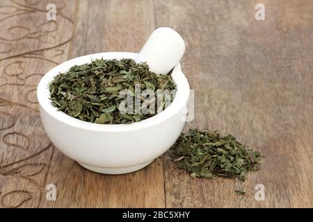 Bogbean herb (Menyanthes trifoliata). This is used in herbal medicine ...