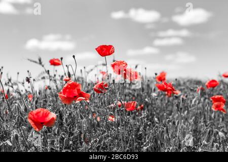 Selective focus photo of red poppy flowers in green field Stock Photo ...