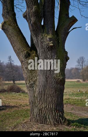 Old common oak tree in the early spring Stock Photo - Alamy