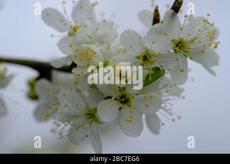 Damson Plum Blossom in Spring, UK Stock Photo - Alamy