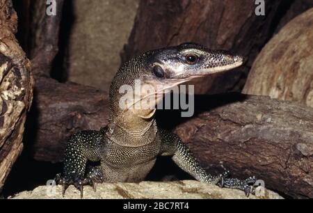 The mangrove monitor or Western Pacific monitor lizard (Varanus indicus ...