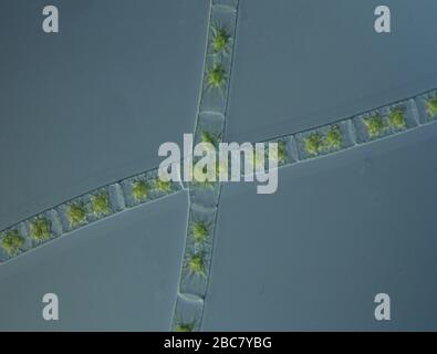 Green algae at high magnification under the microscope Stock Photo - Alamy