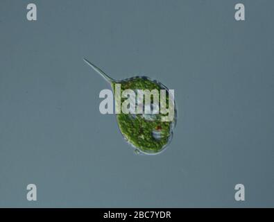 Red-eyed flagella under the microscope Stock Photo - Alamy