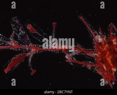red polyp stick under the microscope Stock Photo - Alamy