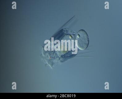 rotifers under the microscope in the water drop 100x Stock Photo - Alamy