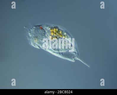rotifers under the microscope in the water drop 100x Stock Photo - Alamy