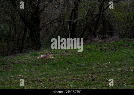 A cute rabbit jumping on the grass Stock Photo - Alamy