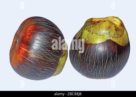 Borassus flabellifer or Tal fruit of Indian subcontinent Stock Photo ...