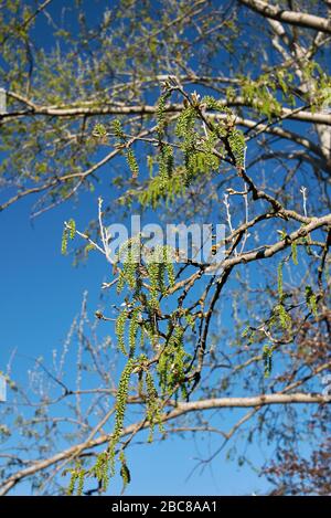 Blooming silver poplar. Silver poplar tree in spring. Poplar fluff from ...