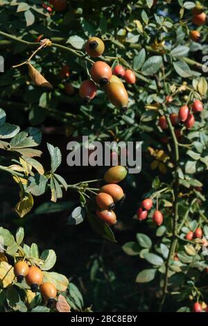 Fruit of rosebush Stock Photo - Alamy