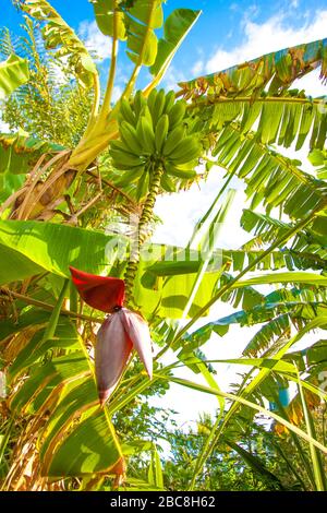 Brazilian banana tree Stock Photo - Alamy