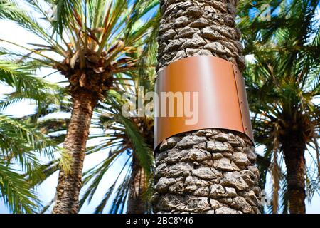 Metal band around trunk of palm tree to prevent rats climbing and ...
