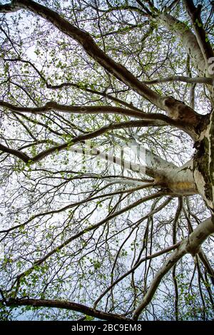 Deciduous tree, detail, from below Stock Photo - Alamy