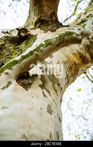 Deciduous tree, detail, from below Stock Photo - Alamy