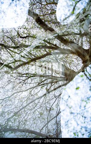 Deciduous tree, detail, from below Stock Photo - Alamy