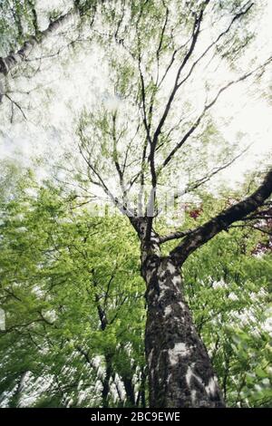 Deciduous trees, detail, from below Stock Photo - Alamy