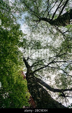 Deciduous trees, detail, from below Stock Photo - Alamy