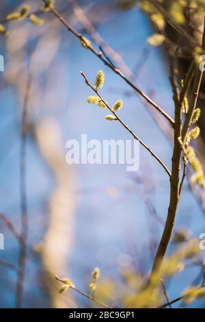 Willow, detail, branch, inflorescences Stock Photo - Alamy
