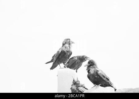 Common raven is eating food waste wrapped on plastic bags in a rubbish ...