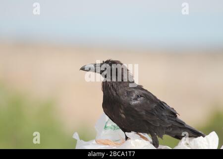Common raven is eating food waste wrapped on plastic bags in a rubbish ...