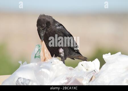 Common raven is eating food waste wrapped on plastic bags in a rubbish ...