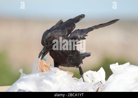 Common raven is eating food waste wrapped on plastic bags in a rubbish ...