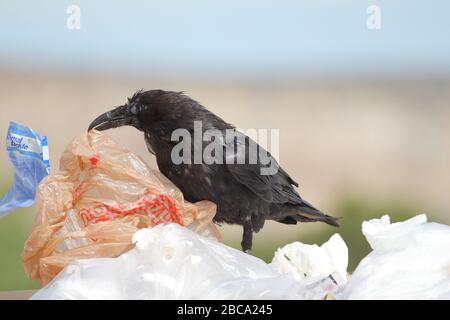 Common raven is eating food waste wrapped on plastic bags in a rubbish ...