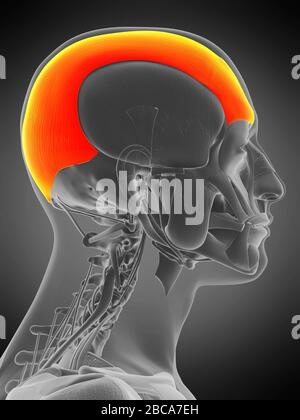 Frontalis muscle, illustration Stock Photo - Alamy