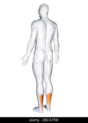 Achilles Tendon - Anatomy Muscle - isolated on white - 3D illustration ...