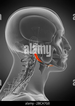 Illustration of the digastric muscle Stock Photo - Alamy