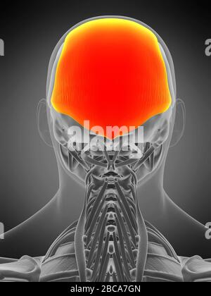 Frontalis muscle, illustration Stock Photo - Alamy