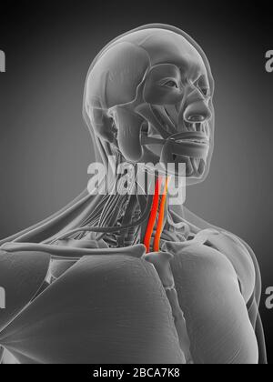 Sternohyoid muscle, illustration Stock Photo - Alamy