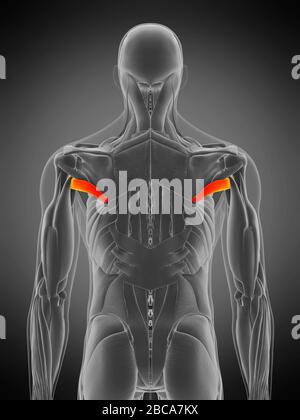 Illustration of the teres major muscle Stock Photo - Alamy