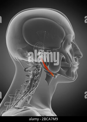 Illustration of the stylohyoid muscle Stock Photo - Alamy