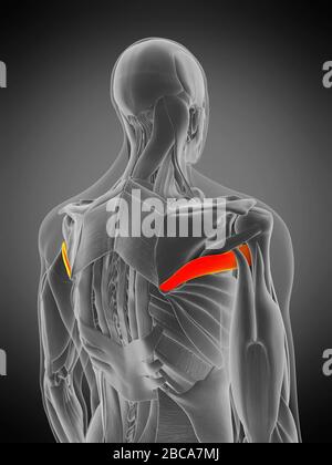 Illustration of the teres major muscle Stock Photo - Alamy