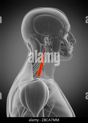 Scalene middle muscle, illustration Stock Photo - Alamy