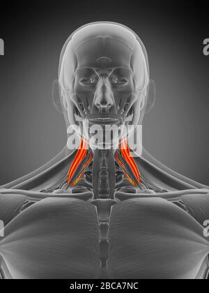 Middle scalene muscle, illustration Stock Photo - Alamy