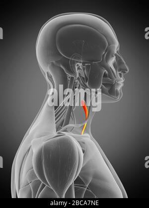 Sternothyroid muscle, illustration Stock Photo - Alamy