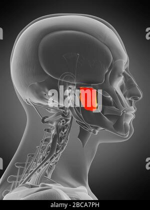 Masseter deep muscle, illustration Stock Photo - Alamy