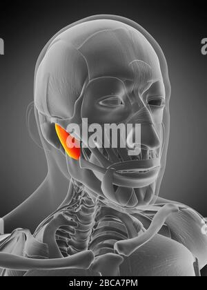 Masseter deep muscle, illustration Stock Photo - Alamy