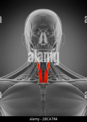 Sternothyroid muscle, illustration Stock Photo - Alamy
