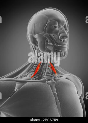 Illustration of the scalene anterior muscle Stock Photo - Alamy